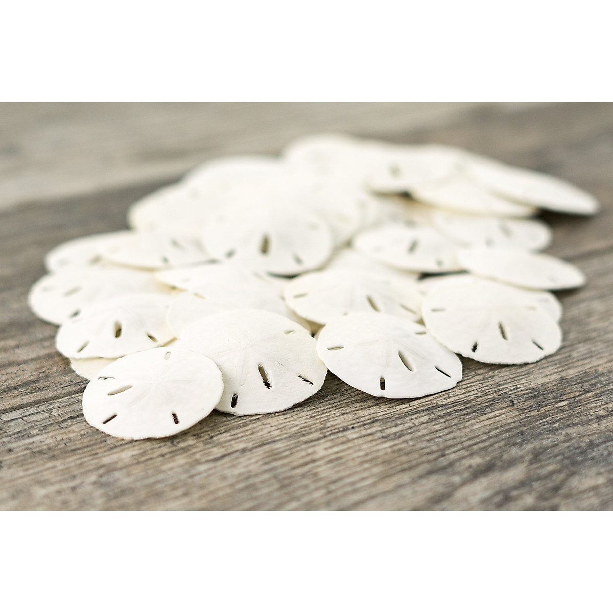 Sand Dollar | Real Sand Dollars 1 1/2" to 2" (Set of 30) | Seashell Wedding | Sand Dollars for Crafts | Plus Free Nautical eBook by Joseph Rains