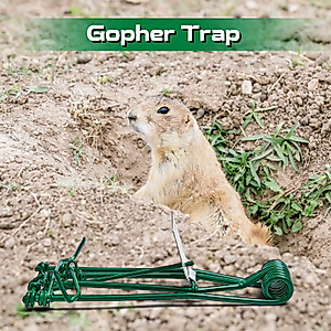 Qualirey 4 Pcs Outdoor Gopher Trap Easy Set Mole Trap Weather Resistant Gopher Killer Vole Trap for Lawn Garden Farm (Green)