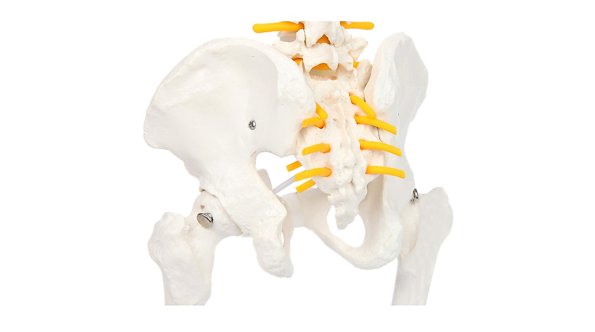Axis Scientific Mini Spine Model for Anatomy Education