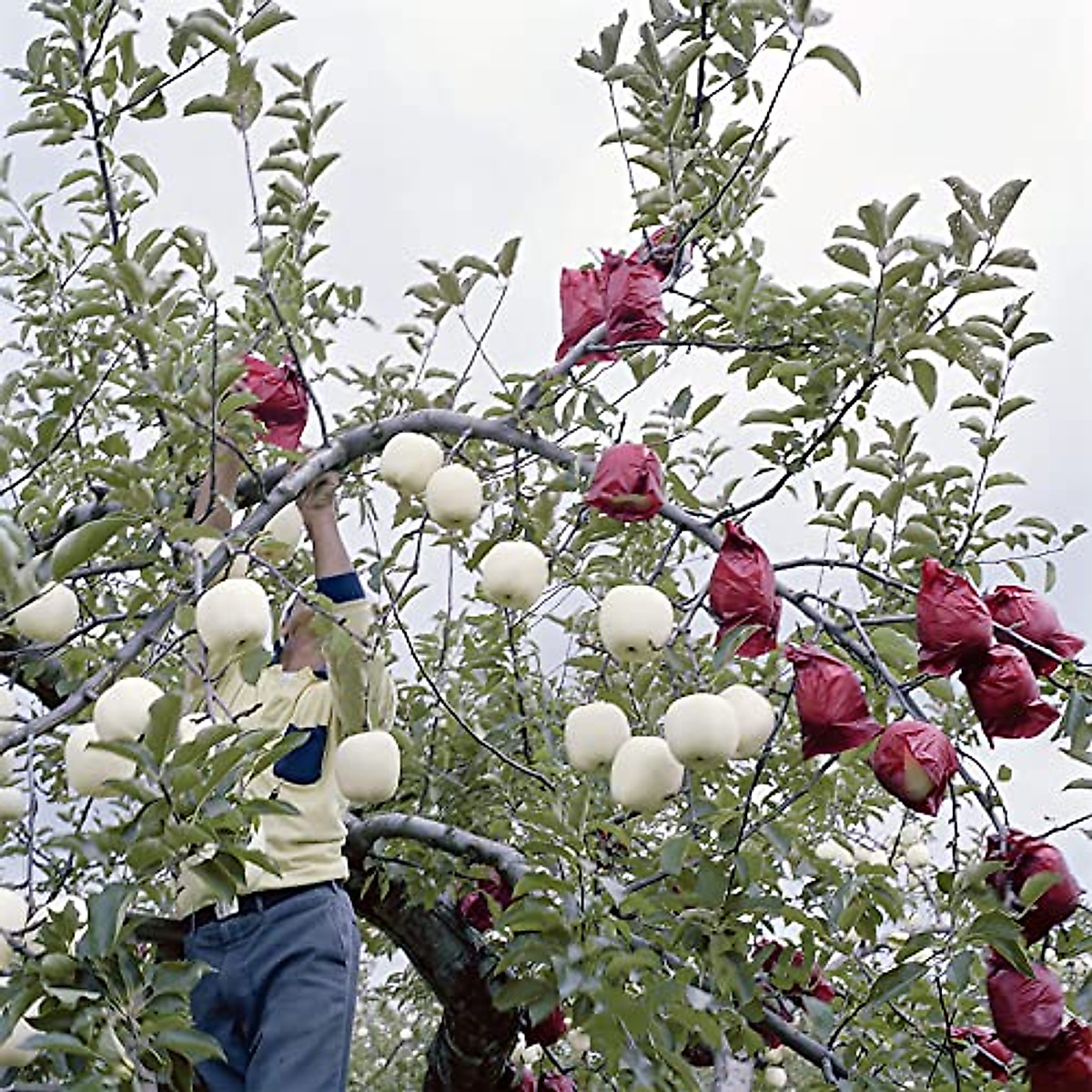 QAUZUY GARDEN 20 Rare White Apple Seeds (Malus Domestica) Non-GMO Rare Apple Tree Seeds Extremely Hardy Early Ripening Fruit Tree to Plant Garden Yard Outdoor