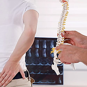 HINGONS Miniature Spine Anatomy Model, 15.5" Mini Vertebral Column Model Details Vertebrae, Spinal Nerves, Lumbar & Pelvis, with Stand for Medical Students and Chiropractors (Includes Product Manual)