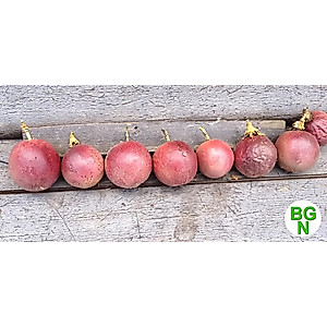 Cold Hardy 'Red Rover' Edible Passiflora Edulis - Edible Purple Passion Flower Fruit Vine - Live Plant