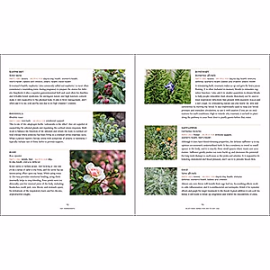 Master Recipes from the Herbal Apothecary: 375 Tinctures, Salves, Teas, Capsules, Oils, and Washes for Whole-Body Health and Wellness