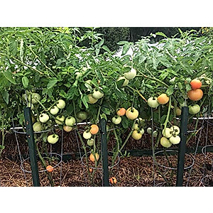 BaleBuster4 Starter Kit Includes Straw Bale Gardens Complete Book with Instructions for Step-by-Step Garden Set up.