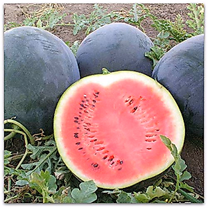 CEMEHA SEEDS Watermelon Black Beauty Early Rare Giant Fruit Heirloom Organic Non-GMO