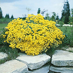 Outsidepride Alyssum Mountain Gold Yellow Ground Cover Plant Flower Seeds - 5000 Seeds