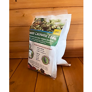 Green Lacewing Eggs - 10,000 Live Eggs Packed in Rice Hulls