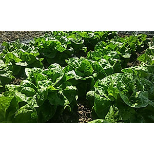 2000 Little Gem Romaine Lettuce Seeds for Planting 4+ Grams of Seeds Non GMO Heirloom Garden Vegetable Survival Baby Greens Bulk