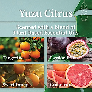 Hemlock Park Apothecary Candle Trio | Gift Set of Three 4 oz Candles Handcrafted with Natural Coconut Wax (Citrus | Pomelo, Yuzu, Blood Orange Sage)