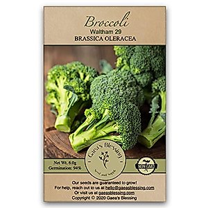 Gaea's Blessing Seeds - Broccoli Seeds - Waltham 29 - Non-GMO with Easy to Follow Instructions Open Pollinated, 94% Germination Rate