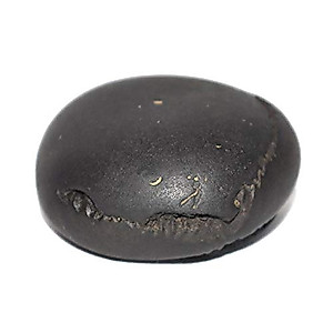 Rudrakshguru Laxmi Narasimha Shaligram