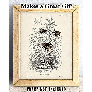 Bumble Bee Illustration - Bumblebee Farmhouse Bee Decor, Honey Bee Nature Poster, Kitchen and Room Decor, Classic Botanical Decoration and Gift for Bee Lovers, 11x14 Unframed Art Print Poster