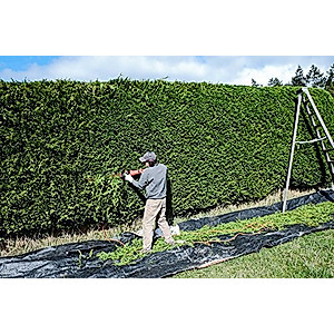 Thuja Arborvitae Green Giant - 10 Live Quart Size Plants - Evergreen Privacy Trees