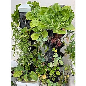EXO Garden Hydroponic Growing System Vertical Tower - Vegetable Plant Tower Gift for Gardening Lover - Automate Aeroponics Mini Indoor Outdoor Home Grow Herb