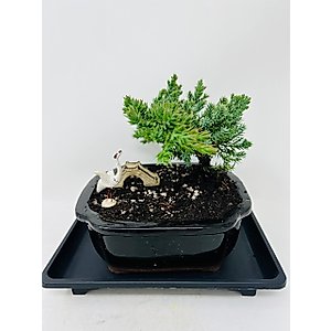 Juniper Bonsai Tree Black Indented Corners 5" Ceramic Vase