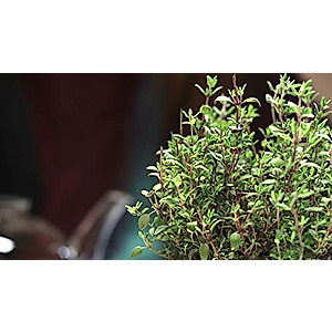 Gaea's Blessing Seeds - Thyme Seeds - Non-GMO - with Easy to Follow Planting Instructions - Herb Thymus Vulgaris 350mg 90% Germination