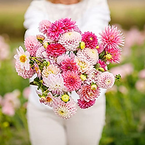 Dahlia Bulbs (Ball & Decorative) - Madeline Mix - 10 Bulbs - Mixed Flower Bulbs, Tuber Attracts Bees, Attracts Butterflies, Attracts Pollinators, Easy to Grow & Maintain, Fast Growing, Cut Flower