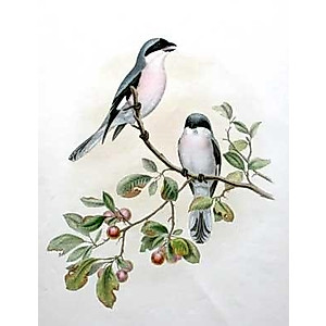 LANIUS MINOR [Lesser Grey Shrike]