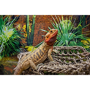 PENN-PLAX Reptology Lizard Lounger Corner Triangle with Ladder– 100% Natural Seagrass Fiber – Great for Bearded Dragons, Anoles, Geckos, and Other Reptiles – Large