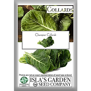 Champion Collard Greens Seeds, 1000 Heirloom Seeds Per Packet, (Isla's Garden Seeds), Non GMO Seeds, Botanical Name: Brassica oleracea