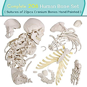 NEW HORIZON Human Model of Skeleton for Anatomy 67“ High with 200+ Bones Structures,Skull Model Scientific Disarticulated Human Model of Skeleton Bundle for Anatomy,