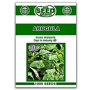 Arugula Seeds - 1000 Seeds Non-GMO