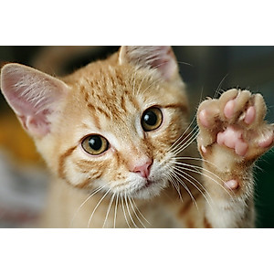 cat Immune System Support - Hip and Joint - for Cats - Health and Care - CHEWABLE - cat Joint Supplements - 3 Bottle (360 Chews)