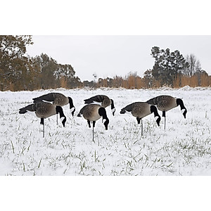 Higdon Outdoors APEX Full-Size Full-Body TruFeeder Pack | Canada Goose | Flocked Head 6pk