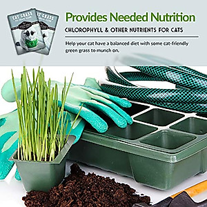 Survival Garden Seeds - Cat Grass Seed for Planting - Packet with Instructions to Plant and Grow Greens for Your Pet Indoors or Outdoors in a Container or Garden - Non-GMO Heirloom Variety