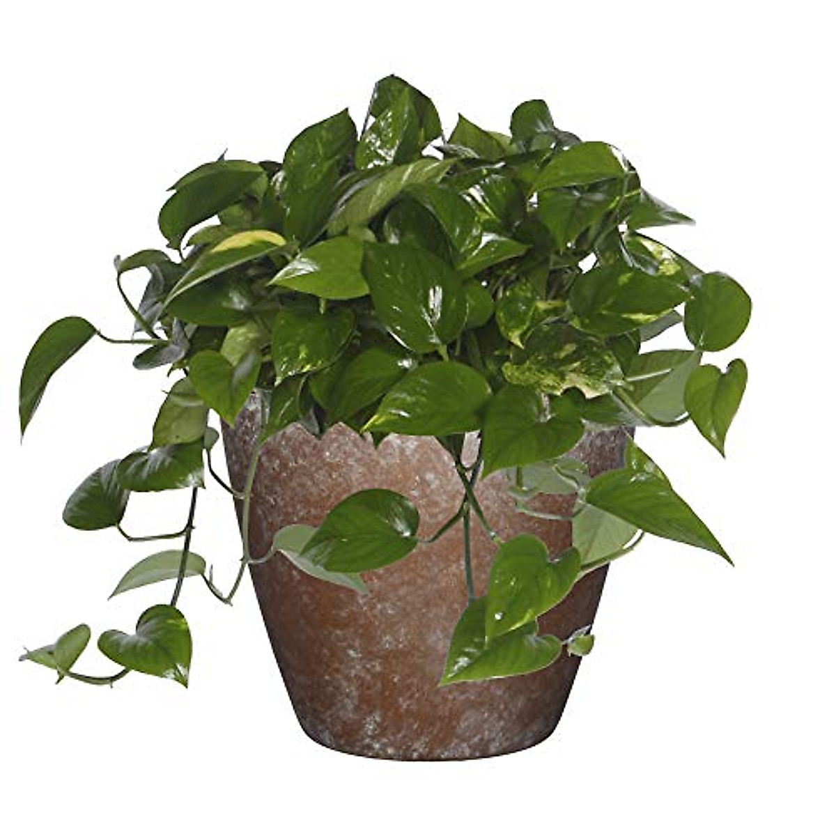 Classic Home and Garden 3/806WC/1 Premiere Collection Planter, Abigail 15", Weathered Copper