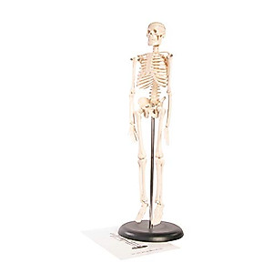 American Educational Skeleton Model, 17" Height