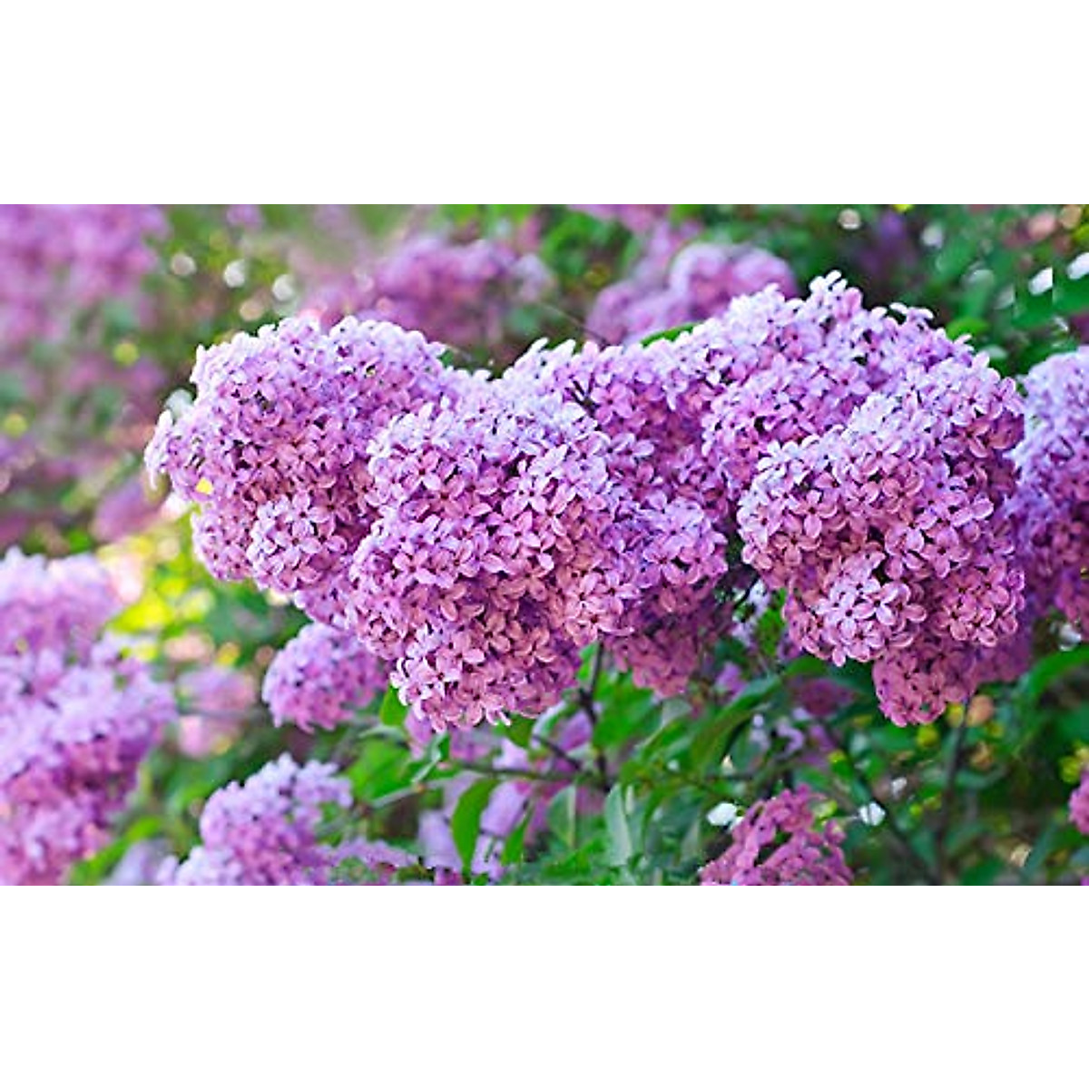 50+ Mixed Lilac Tree Seeds Fragrant Flowers Flower Perennial Bush Bonsai Plants