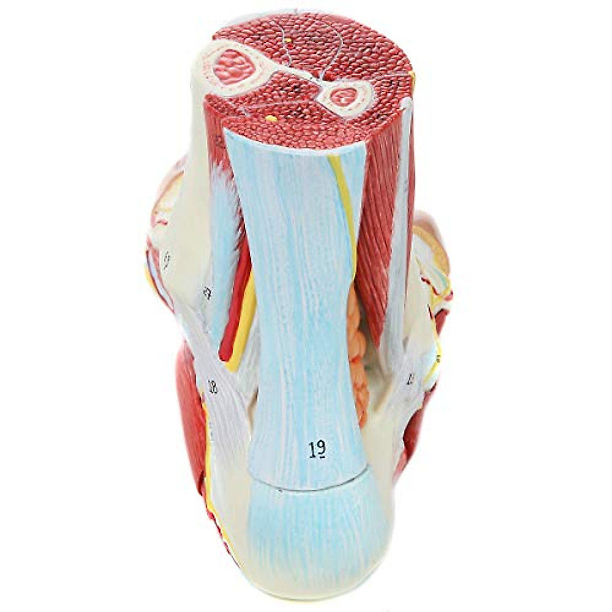 Axis Scientific Anatomy Model of Foot with Muscles, Ligaments, Nerves and Arteries, 9 Removable and Numbered Parts Show Internal Foot Detail and Structure, Study Guide