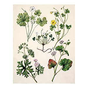 Vintage Botanical Prints | Forest Plants by Ink Inc. | Wildflower Leaves Floral Wall Art | Set of 6 8x10 Unframed