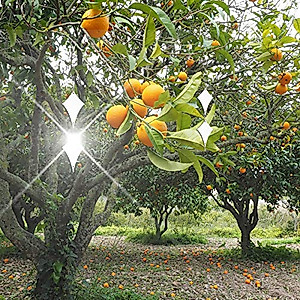 EACILLES Reflective Discs to Keep Birds Away, Hanging Reflectors to Scare Birds Away from Your House and Garden, 16 Diamond Discs