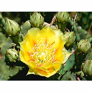 Yunaksea 3 Spineless Prickly Pear Cactus Pads for Planting Indoor, 4 Inc to 5 Inc Tall, Succulents Plants Live
