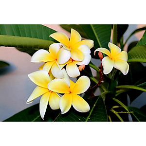 Plumeria Frangipani Cutting Rubra Yellow 10"-12" Discount Hawaiian Gifts