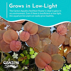 Canton Aquatics - 30+ Red Root Floater - Live Aquarium Plants - 4oz Cup