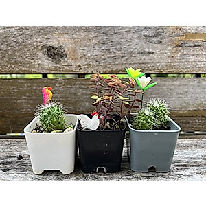 Ray 1979 Miniature Dollhouse Fairy Garden Accessories 5 pcs Set for DIY Decorations, Mini Figurines for Mini Garden, Terrarium, Bonsai, Cactus, Moss Landscape (Flower 5 Pcs)