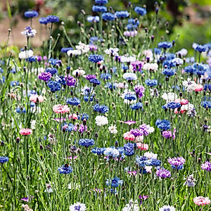 Cornflower/Bachelor Button Seeds - Tall Mix - Packet - Blue/White/Pink Flower Seeds, Heirloom Seed Attracts Bees, Attracts Butterflies, Attracts Pollinators, Edible, Extended Bloom Time