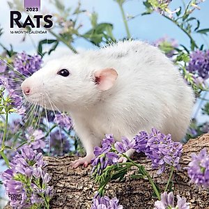 Rats | 2023 12 x 24 Inch Monthly Square Wall Calendar | BrownTrout | Domestic Animals Mouse