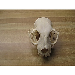 Real Bone Bobcat Skull.