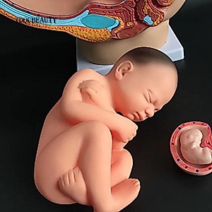 Human Female Pelvic Section Pregnancy Anatomical Model Nine Months Baby Fetus Model Life Size with Removable Organs 4-Parts