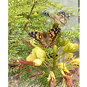 Butterfly Garden: Original Habitat and Two Live Cups of Caterpillars with STEM Butterfly Journal – Life Science & STEM Education – Butterfly Science Kit