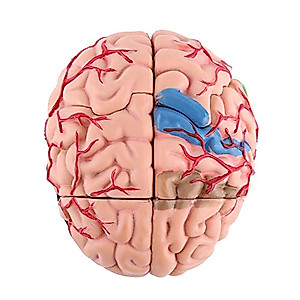 Brain Model Disassembled Human Anatomical Model Colorful 4D Structure Teaching Learning Tool for General Anatomical Study
