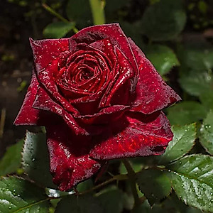 20 True Rose Bush Seeds for Planting, Rare Rose Bush Seeds Flowers to Grow