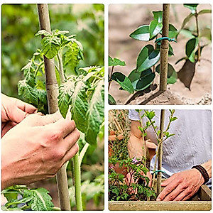 Jollybower 3/4" D Thicker Heavy Duty Bamboo Stakes,6FT Plant Stakes,Natural Garden Stakes for Tomato,Bean,Flowers,Trees Potted and Climbing Plant Support-Pack of 9 Bamboo Stick