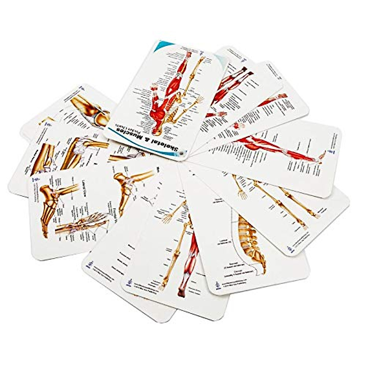 Skeletal System and Male Muscle Poster Set 24 x 36 inch, Extra Pocket Size Muscle Cards, Marker and Eraser Compatible