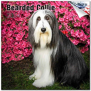 2023 2024 Bearded Collie Calendar - Dog Breed Monthly Wall Calendar - 12 x 24 Open - Thick No-Bleed Paper - Giftable - Academic Teacher's Planner Calendar Organizing & Planning - Made in USA