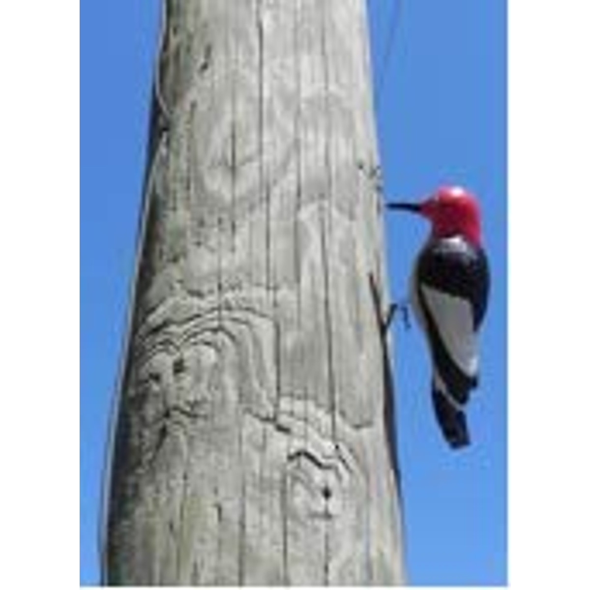 Woodpecker Tree Ornament Decoy Plastic & Metal Decorative Deterrent & Repeller- Easy to Mount-House, Tree or Gift 9" Tall